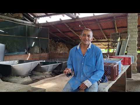 Trapiche Los Sosa, Jaime Sosa. Campesino productor - YouTube
