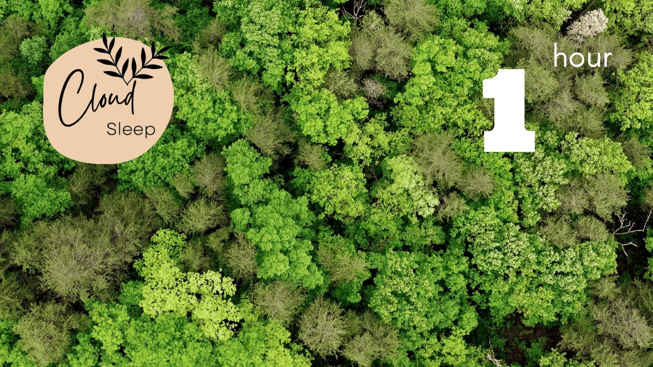 Soothing Forest Sounds | A Relaxing Sleep Experience | 1h | no ads ...