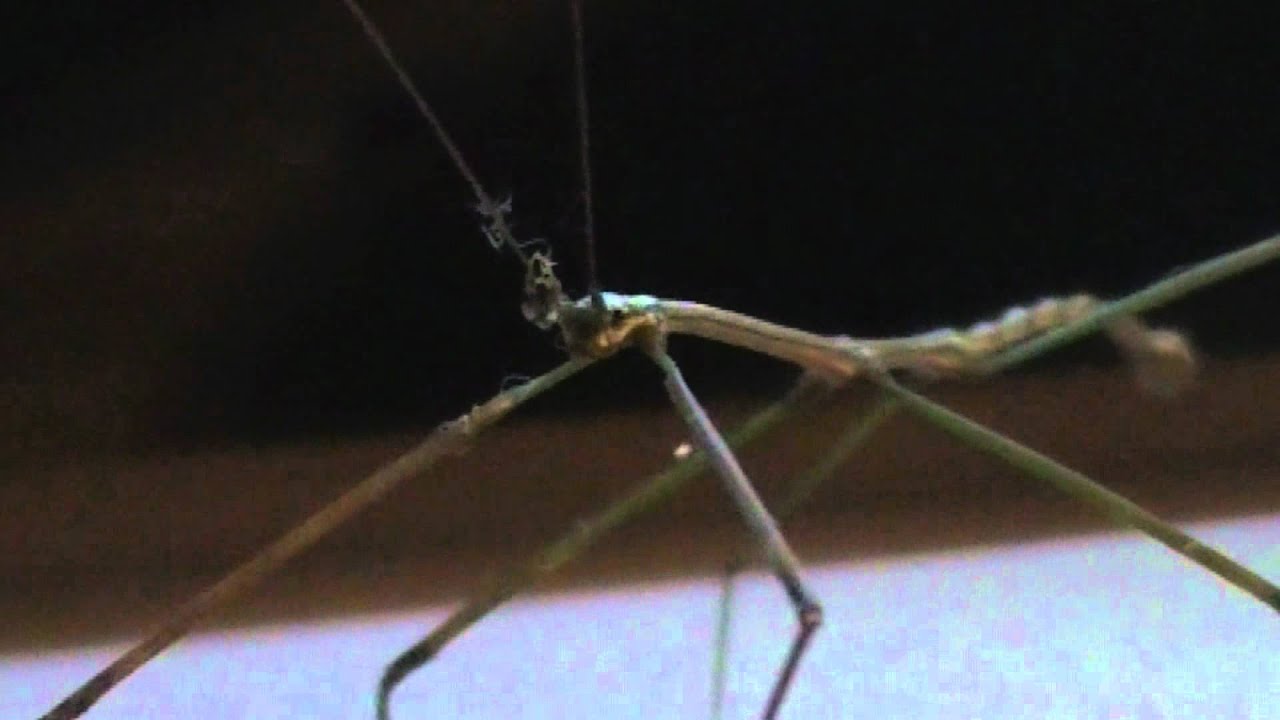 Un Maria Palito - YouTube