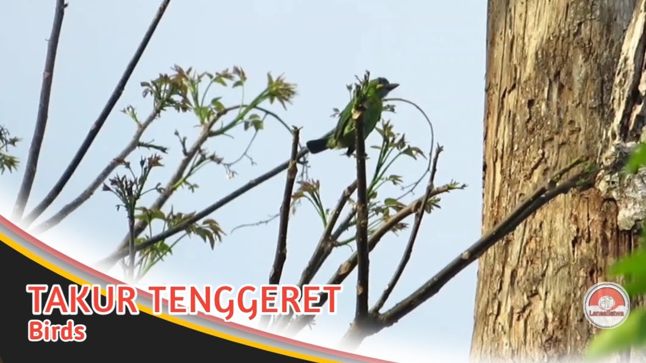 SUARA ASLI TAKUR TENGGERET // DI ALAM LIAR. - YouTube