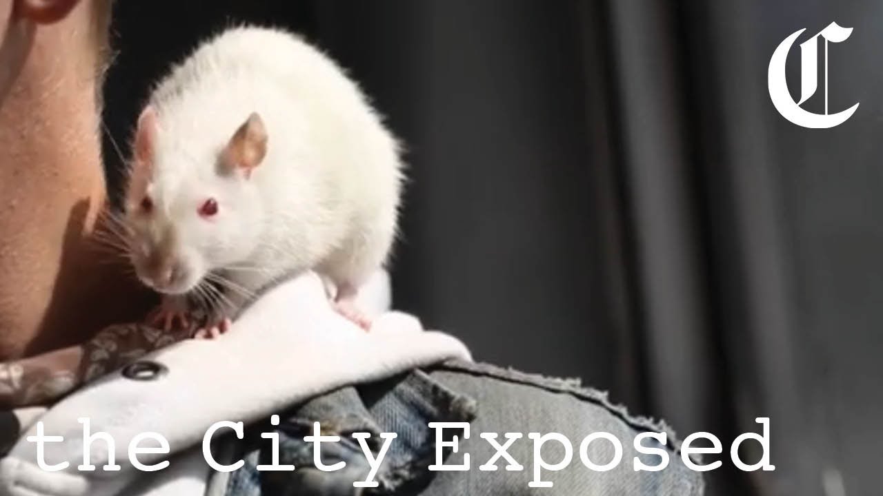 What's It Like to Have a Support Rat? | The City Exposed - YouTube
