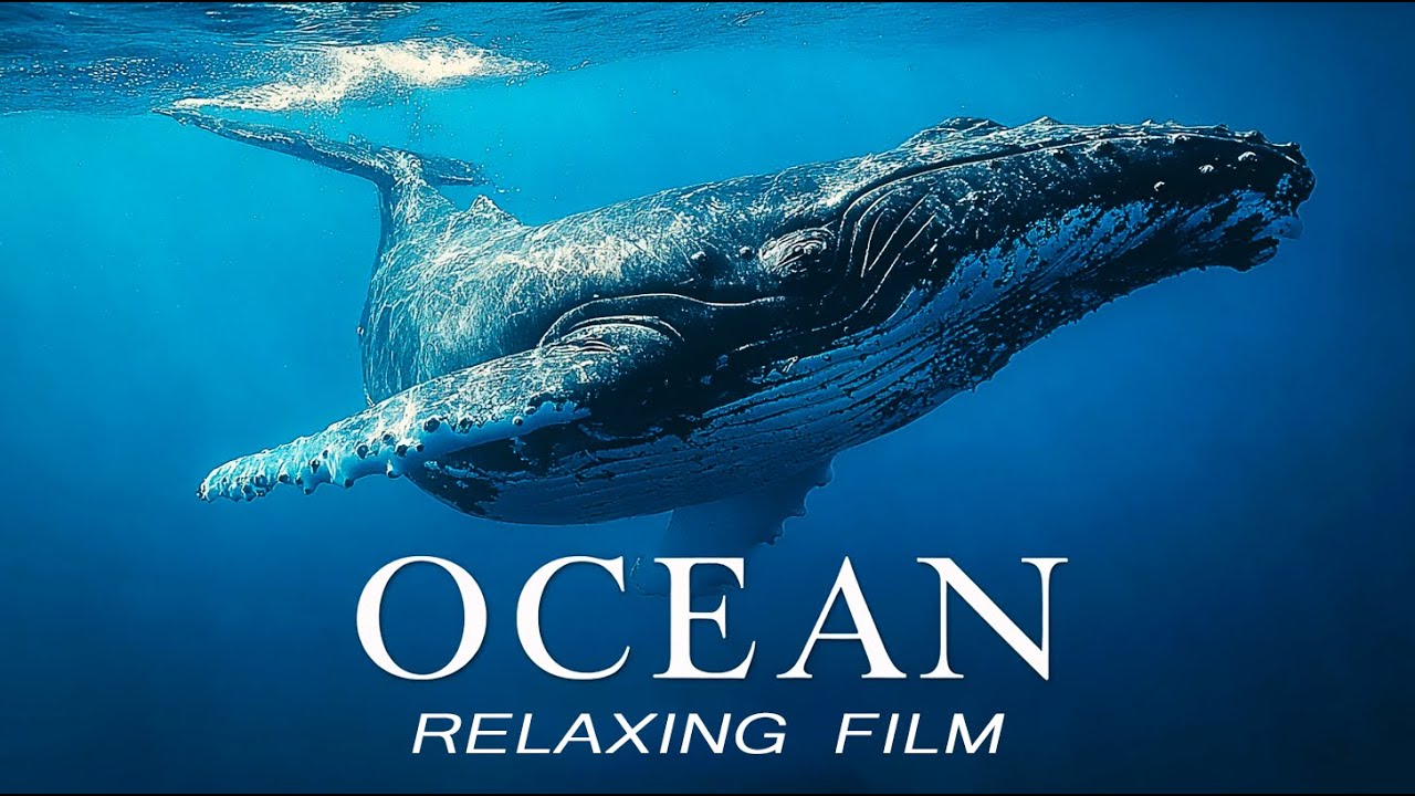 The Ocean (4K UltraHD)- Relaxation Film - Peaceful Relaxing Music - 4k ...