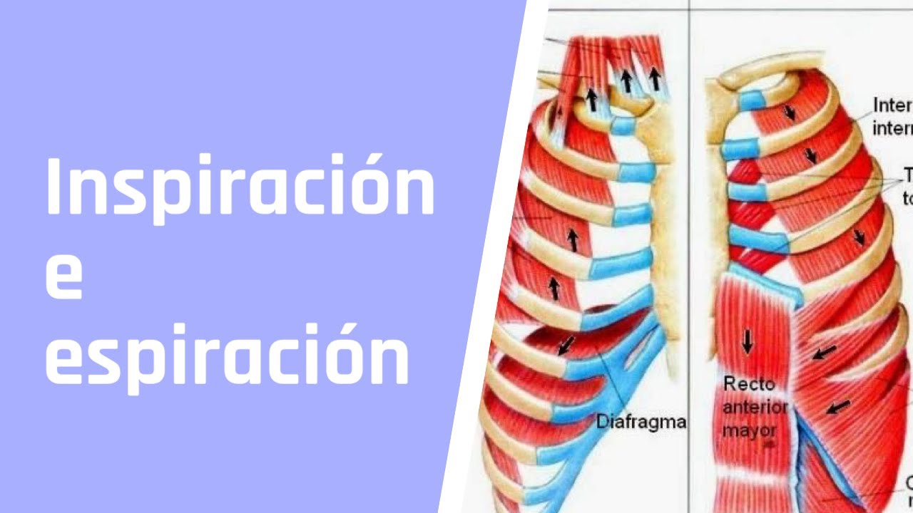 Inspiración e espiración - YouTube
