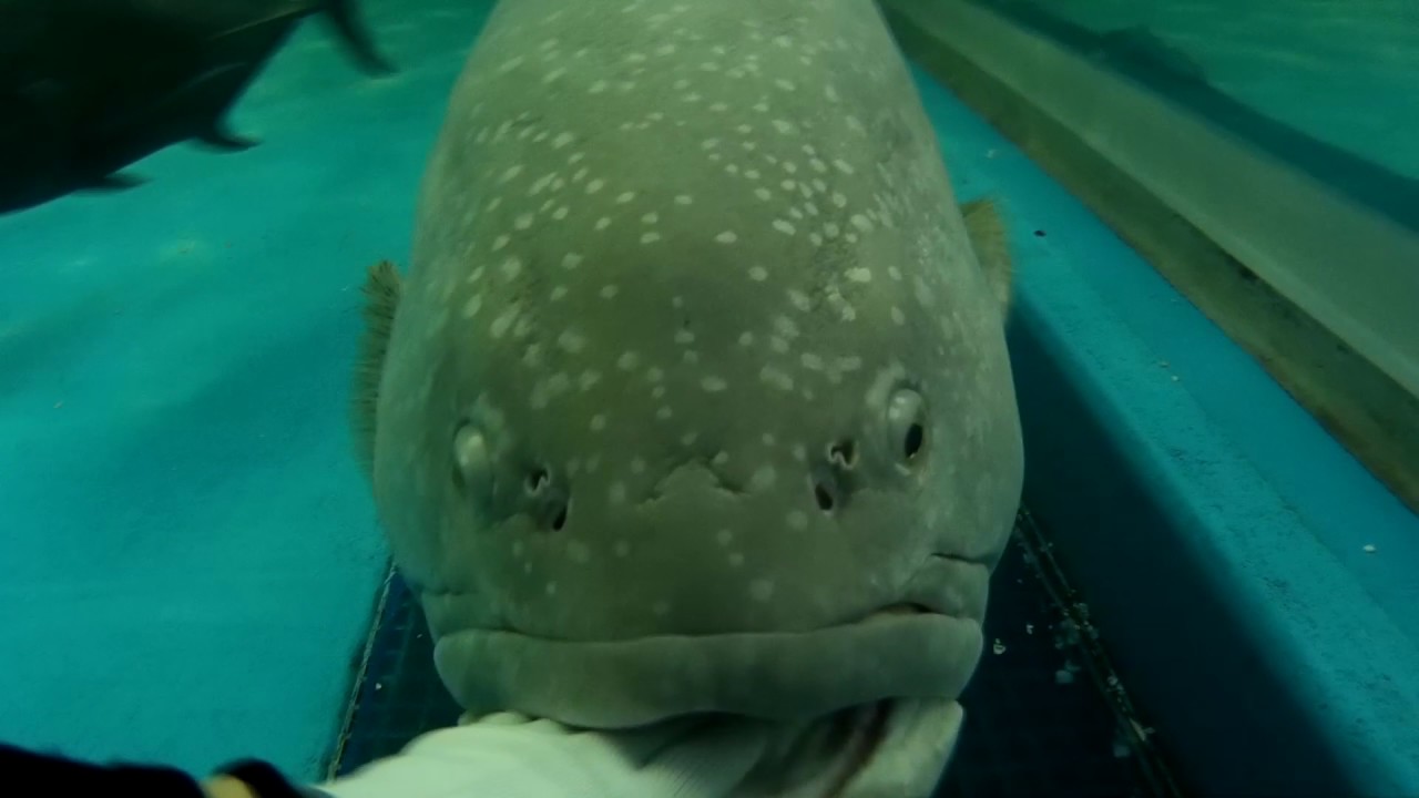 Aquarium / cute giant grouper - YouTube