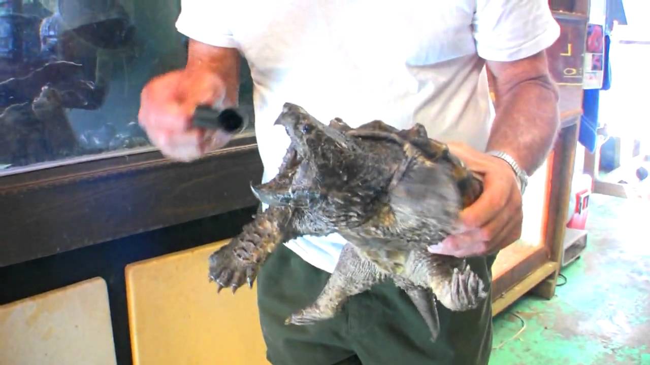 Inside Skunk Ape Headquarters in HD (Snapping Turtles) - YouTube