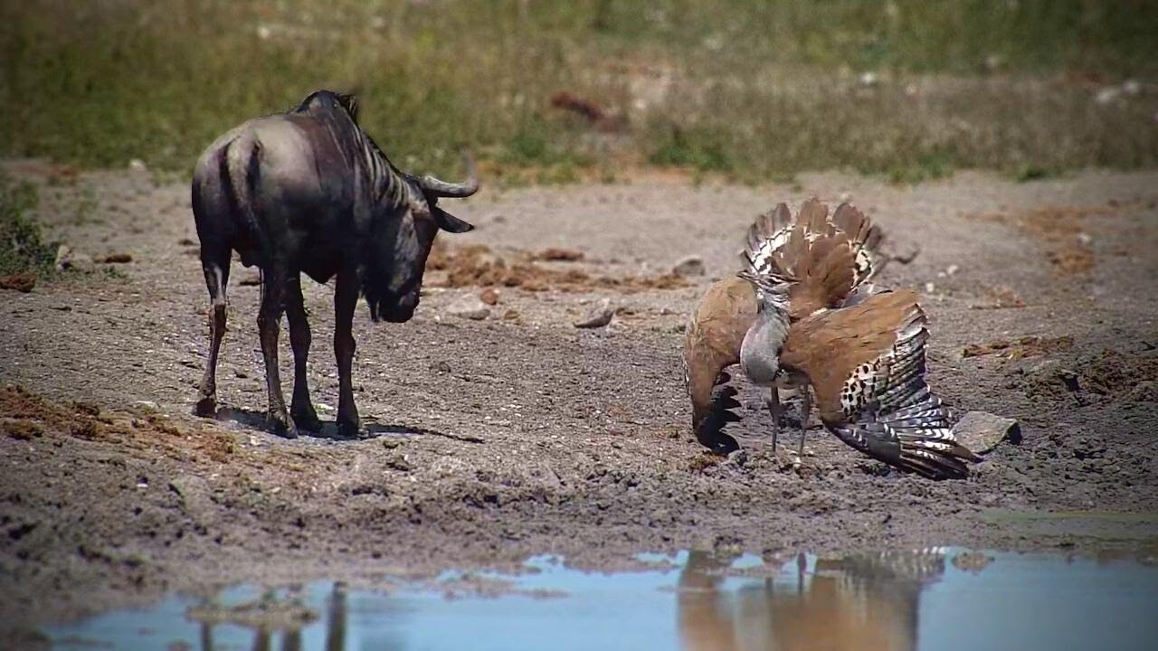 Kori Bustard vs Wildebeest - YouTube