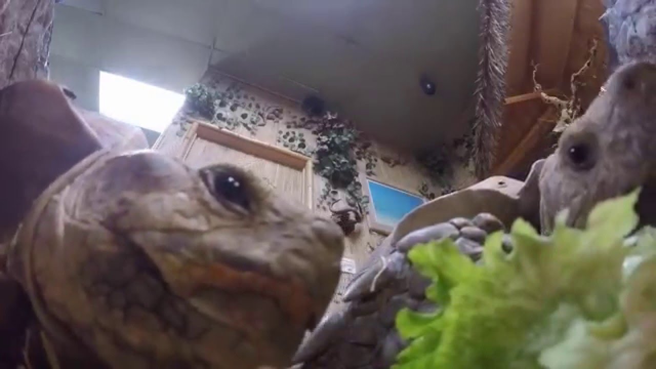 Prehistoric Pets Reptile Zoo in OC - YouTube