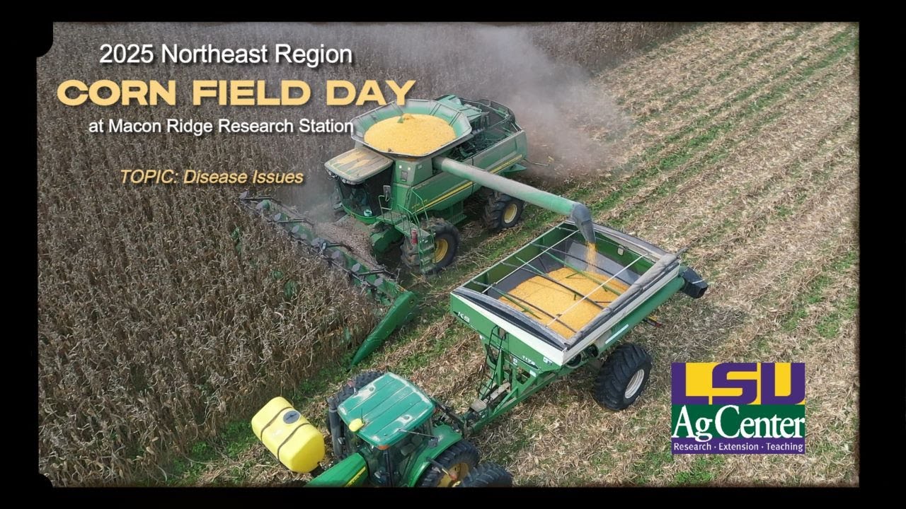 2025 Corn Field Day at Macon Ridge Research Station: Disease Issues ...