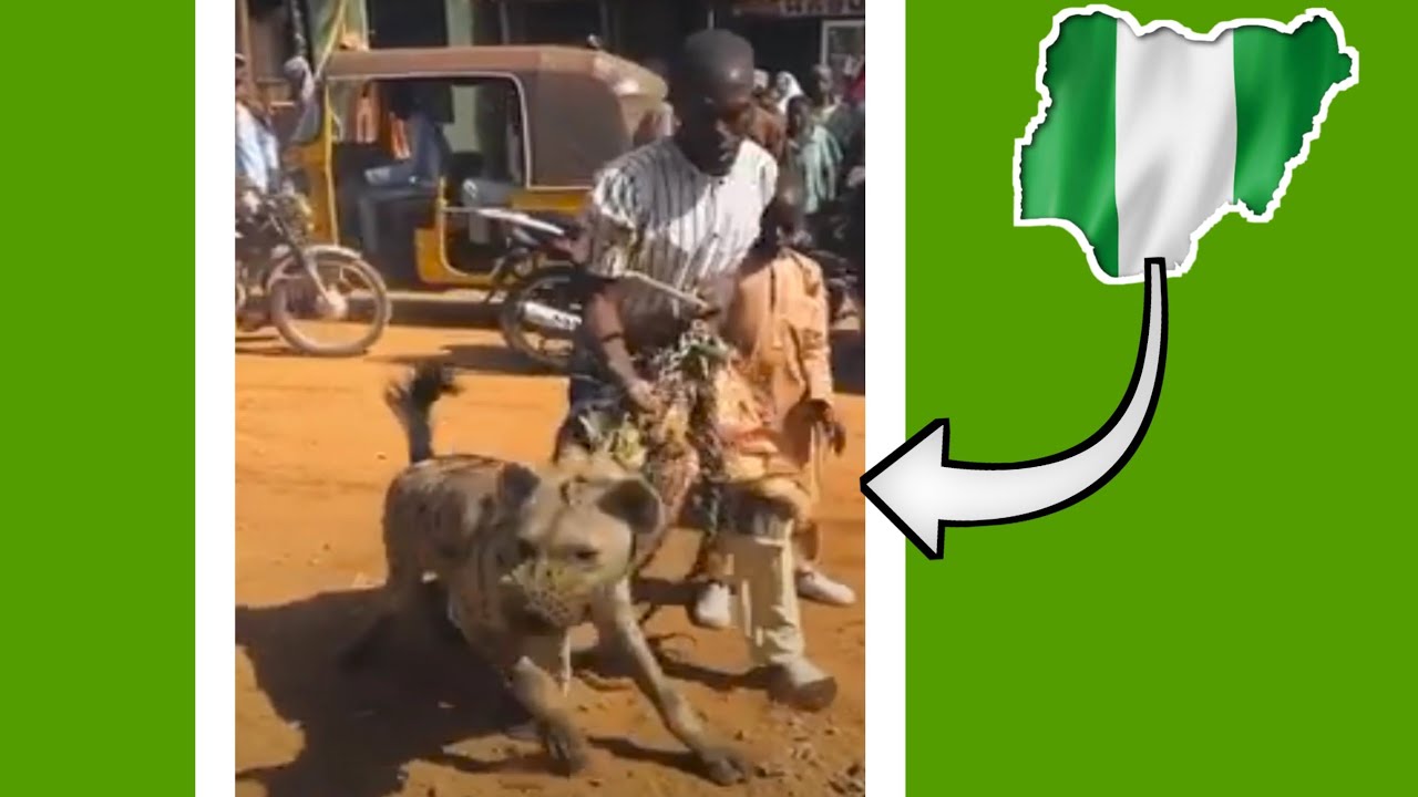 Man Walking with hayena😱 | The mysterious hayena men at Nigeria🇳🇬. The ...
