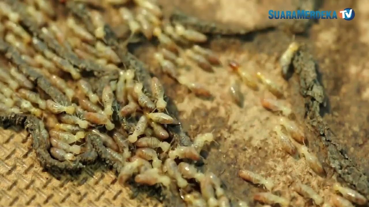 Cara Mudah Basmi Rayap Sampai ke AKAR - akarnya dengan Bahan yang Mudah ...