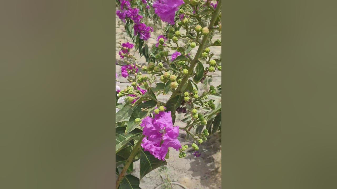 Shorts تمر حنا لاجستروميا Lagerstroemia Indica Youtube