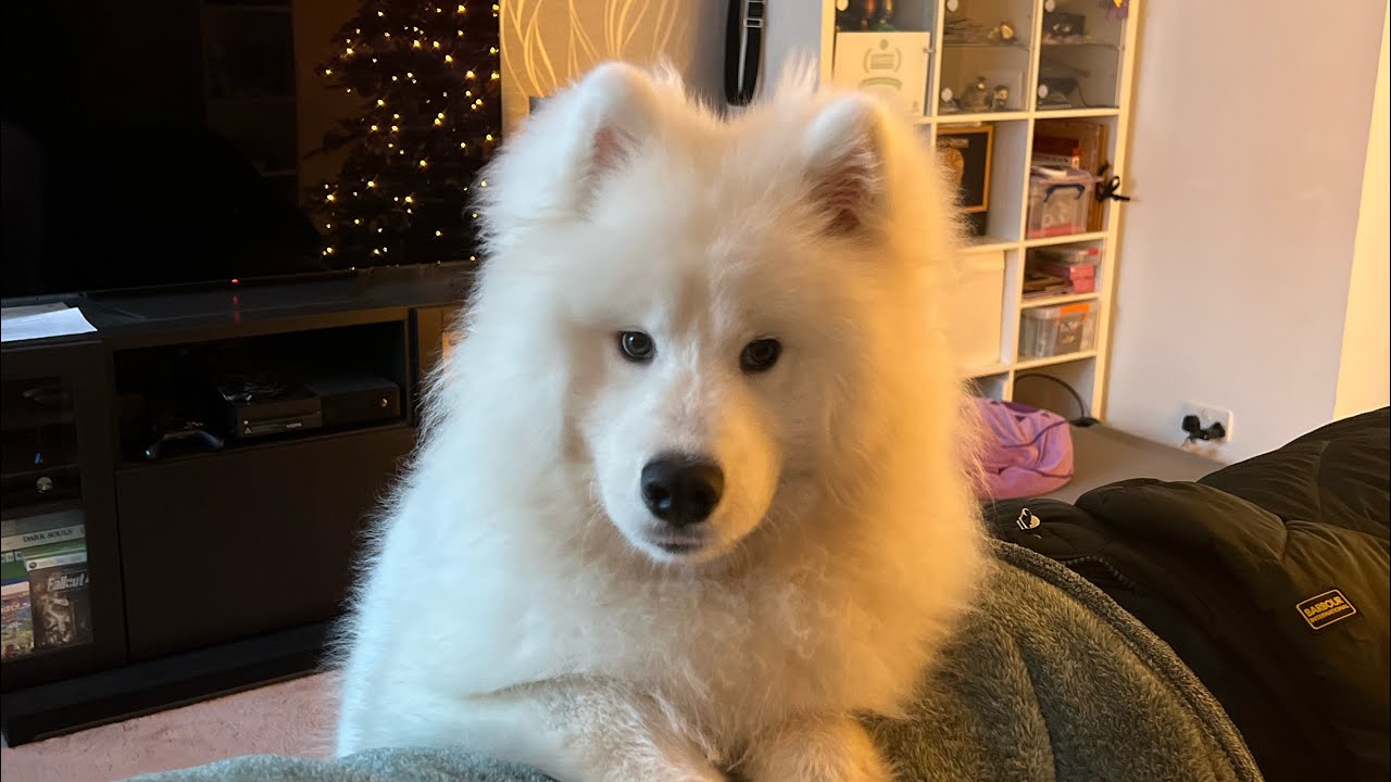 A day in life as a puppy samoyed 🤦🏻‍♀️🐻‍ ️ Floof style - 1 วันทำอะไร ...