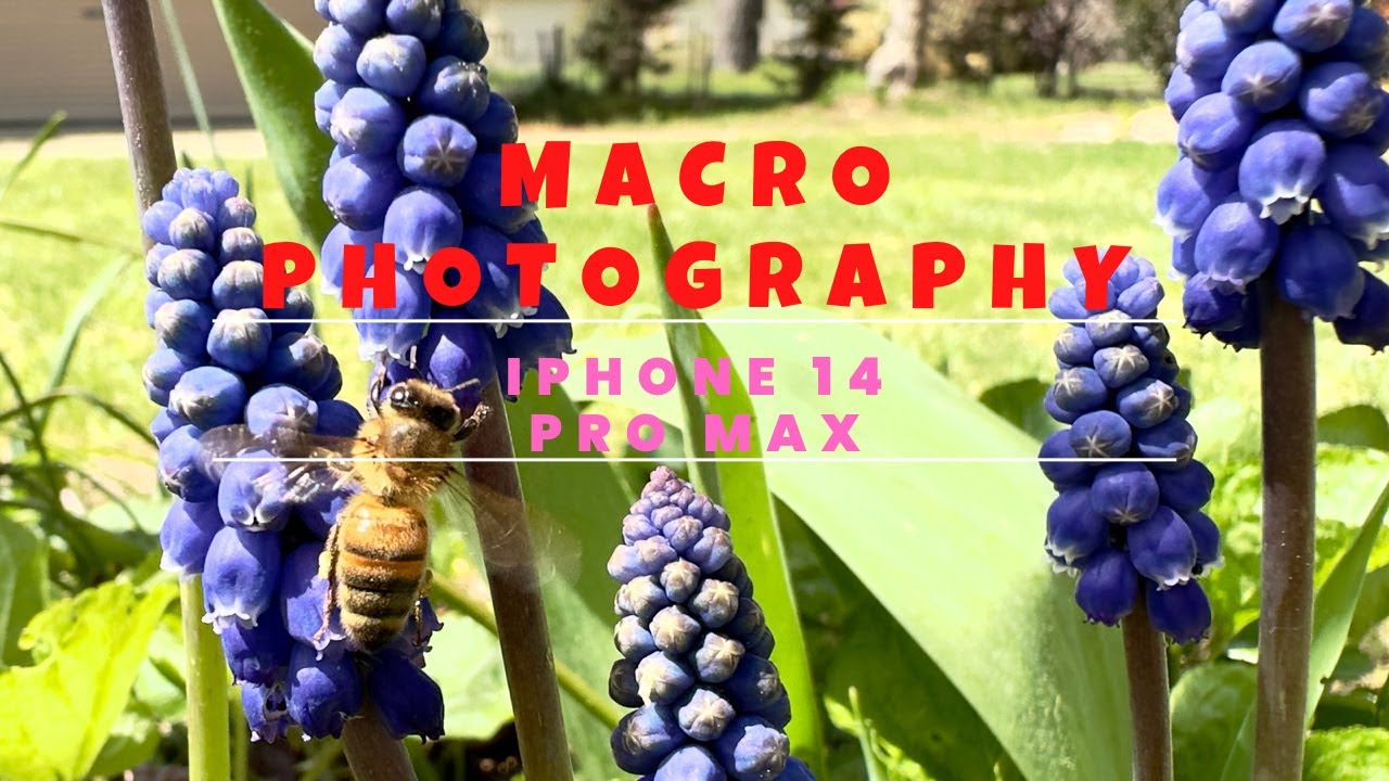 Macro Photography on Apple iPhone 14 Pro Max - YouTube