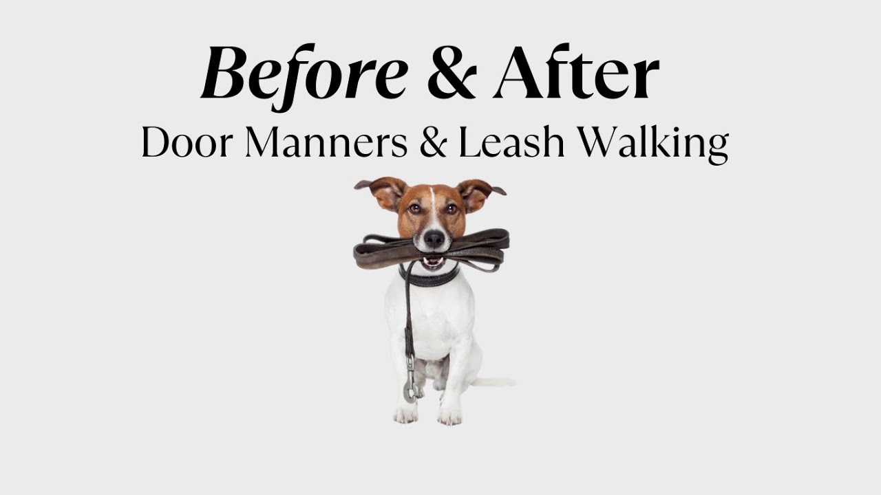Door Manners & Leash Walking (Always Unleashed Pet Resort) - YouTube