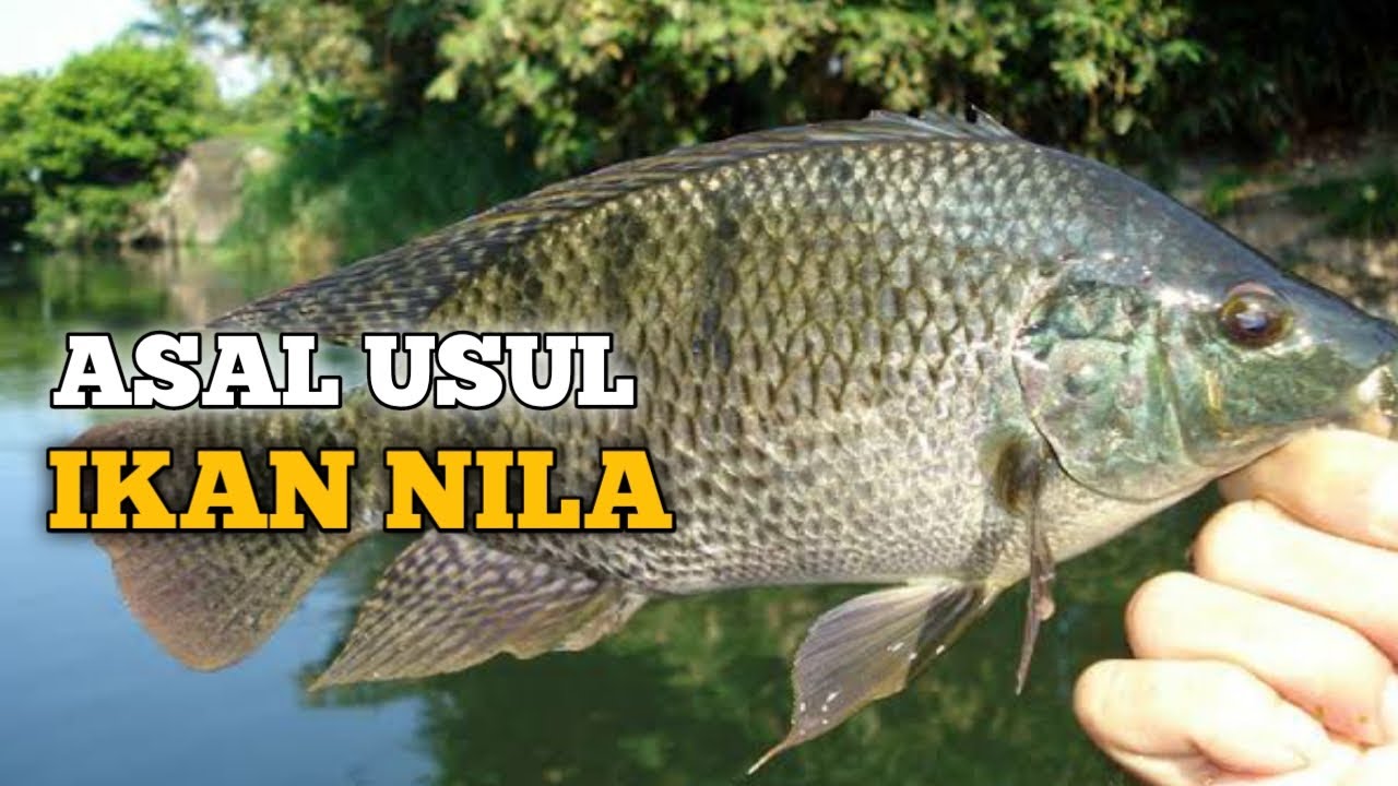 IKAN NILA BESERTA ASAL USULNYA - YouTube