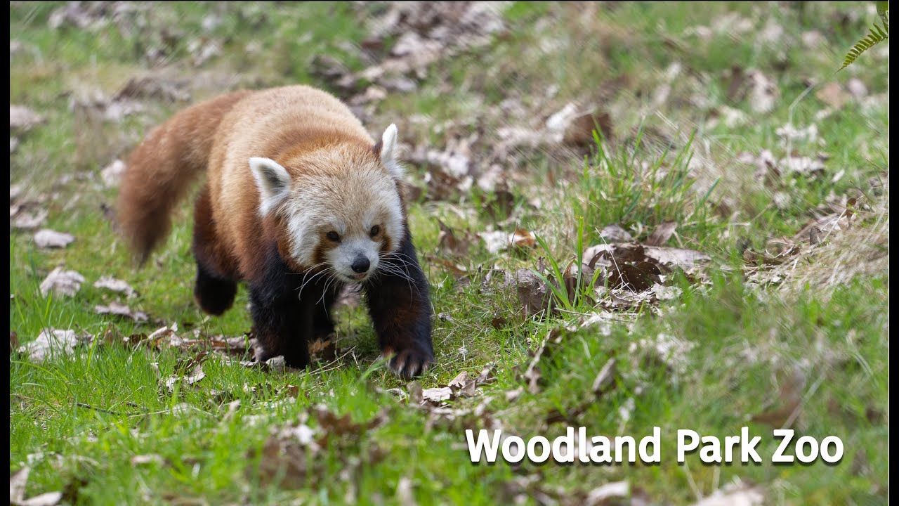 Top Animals At the Woodland Park Zoo in Seattle - Nikon Z9 - YouTube
