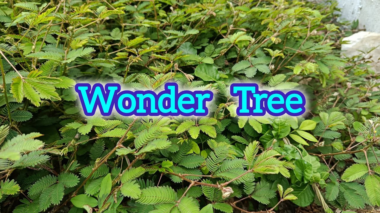 Wow Wonderful tree: watch out - YouTube