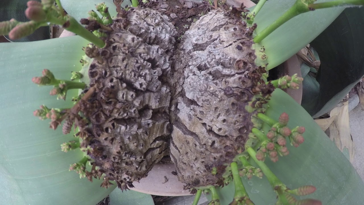 Welwitschia Mirabilis - YouTube