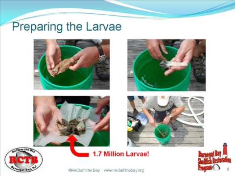 Spat on Shell (Oyster larve) - YouTube