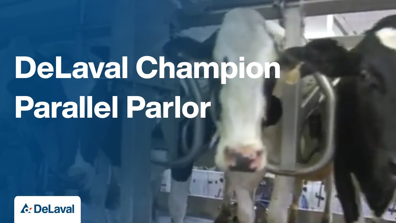 DeLaval Champion Parallel Parlor | DeLaval - YouTube