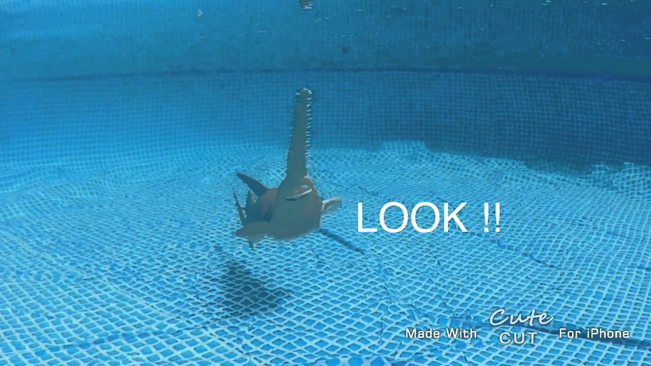 robot ノコギリエイ Sawfish - YouTube