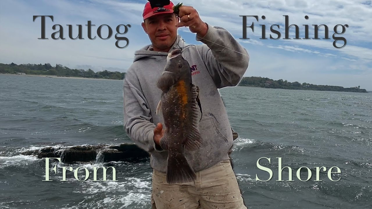 Epic tautog fishing from shore! - YouTube