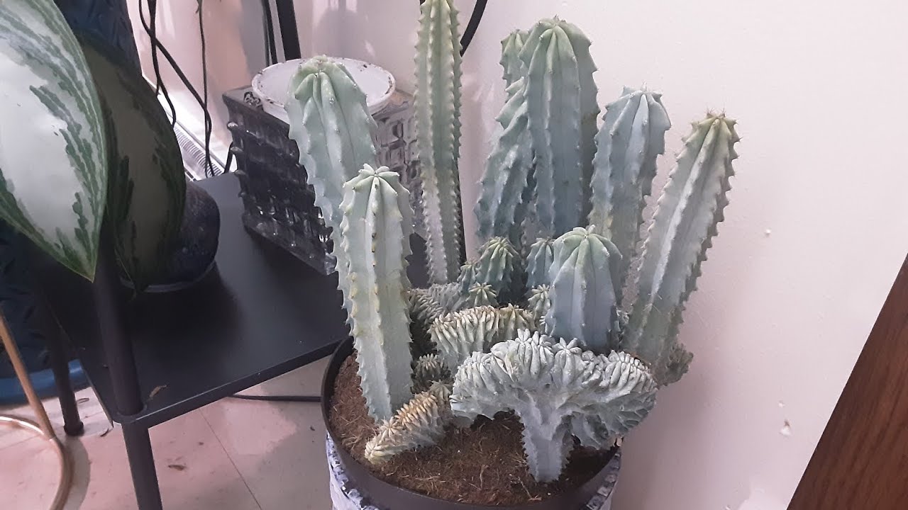 Won't believe your eyes! Blue Candle Crested Cactus - YouTube