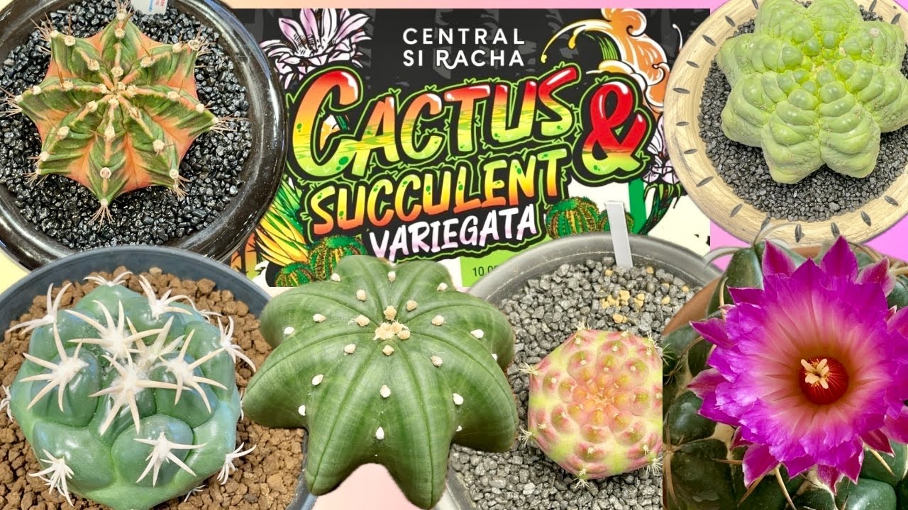 Tour Cactus fair : 🌵🎉Cactus & Succulent variegata @ Central Siracha ...