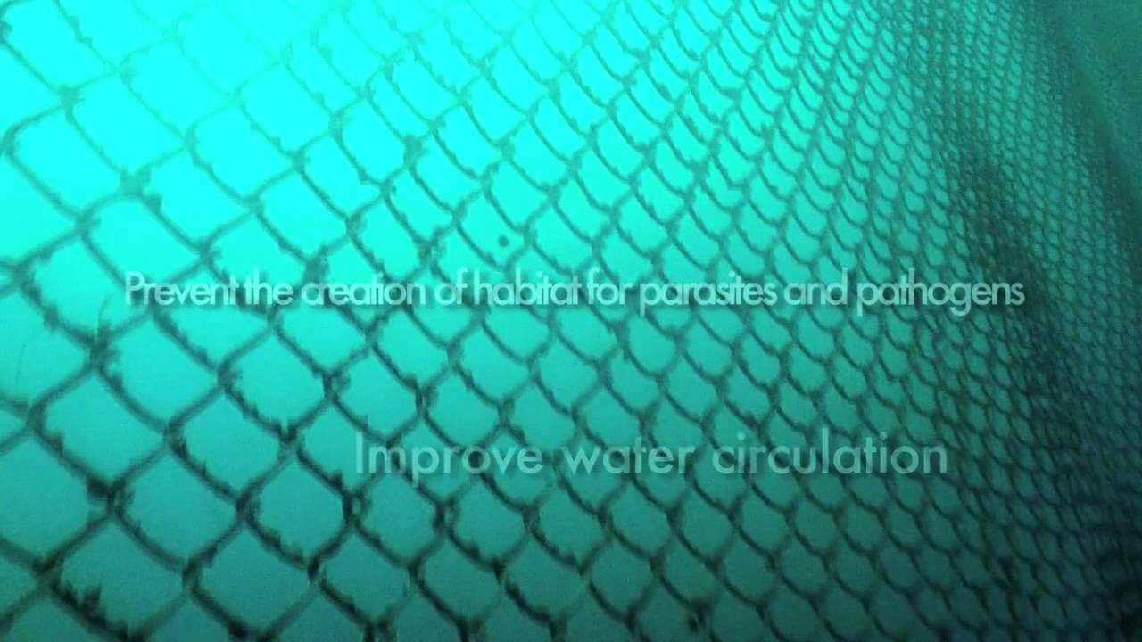 Aquaculture with copper alloy nets - YouTube