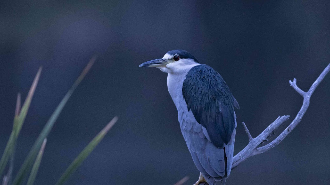 পানকৌড়ি (Pankouri) Live Stream - YouTube