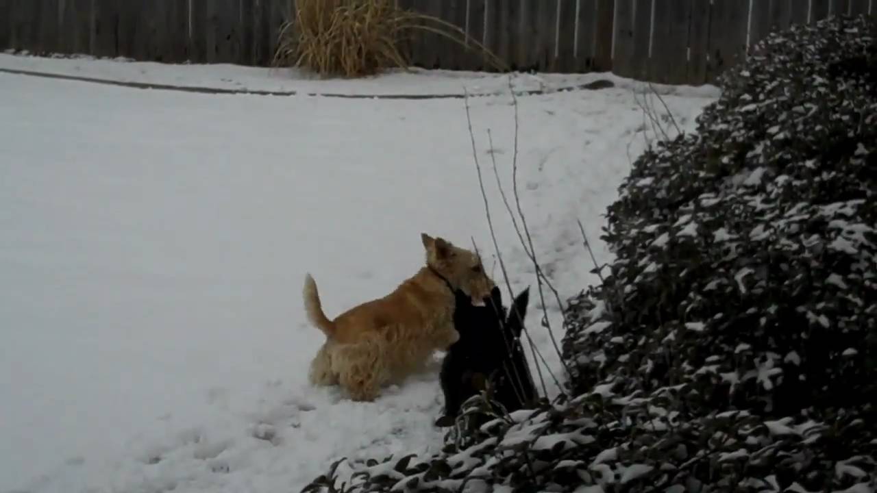 Scottish Terriers Playing Chase in the Snow - YouTube