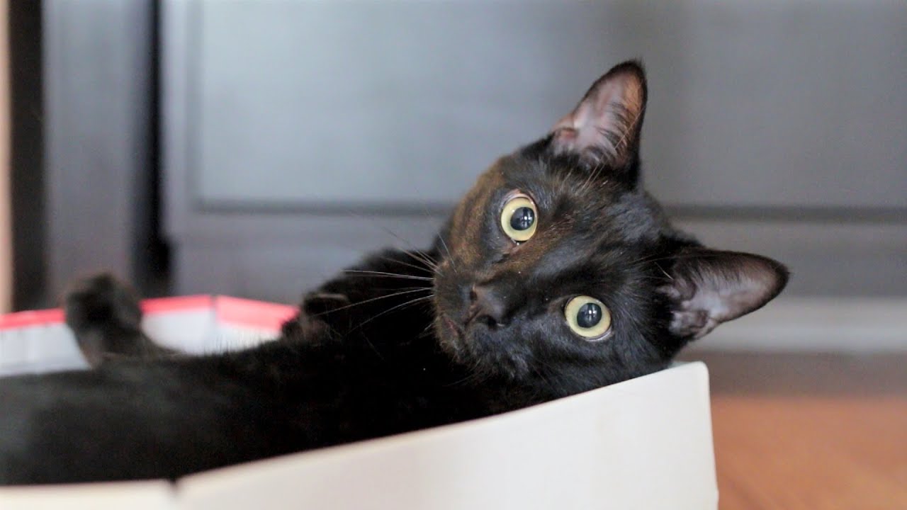 N2 the Talking Cat S4 Ep7 - Cat in a Box - YouTube