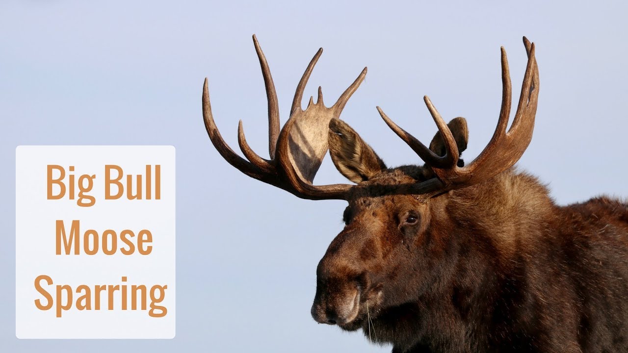 Wonderful Wyoming Wildlife - Big Bull Moose Herd Sparring - YouTube