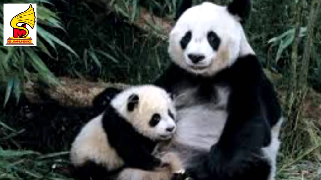 Baby Panda sound effect = Animal Sound for Children - YouTube