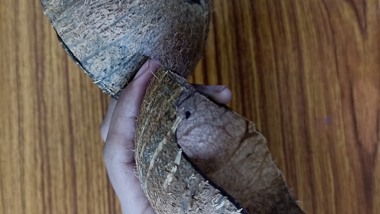 Coconut shell DIY ||Coconut shell craft || Diy || craft ideas ...