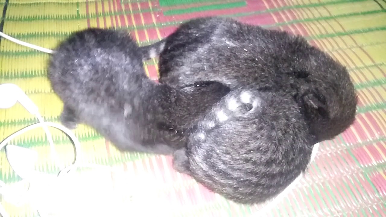 Tiga bersaudara musang pandan usia muda - YouTube