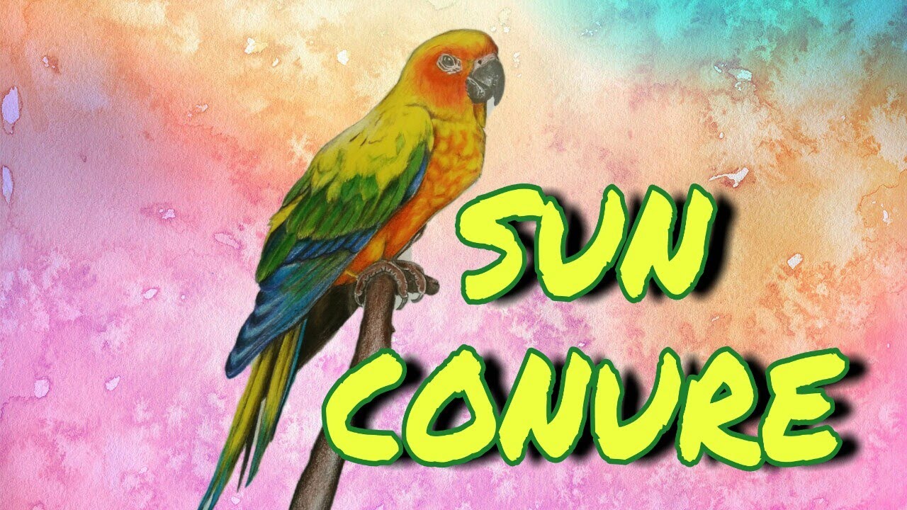 Sun Conure| Coloured Pencil| Drawing - YouTube