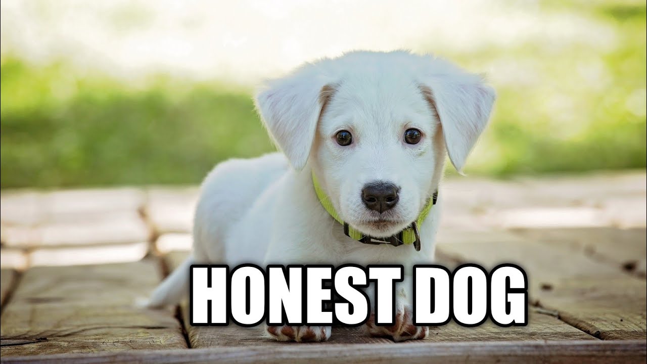 Honest dogs Playing - YouTube