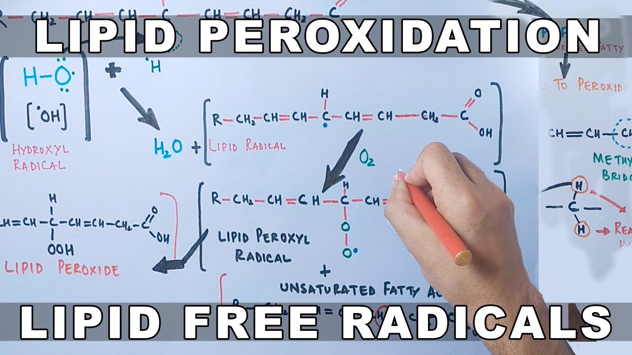 Mechanism of Lipid Peroxidation - YouTube
