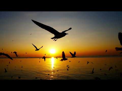 Gün batımı uçan kuşlar -STOK VİDEO