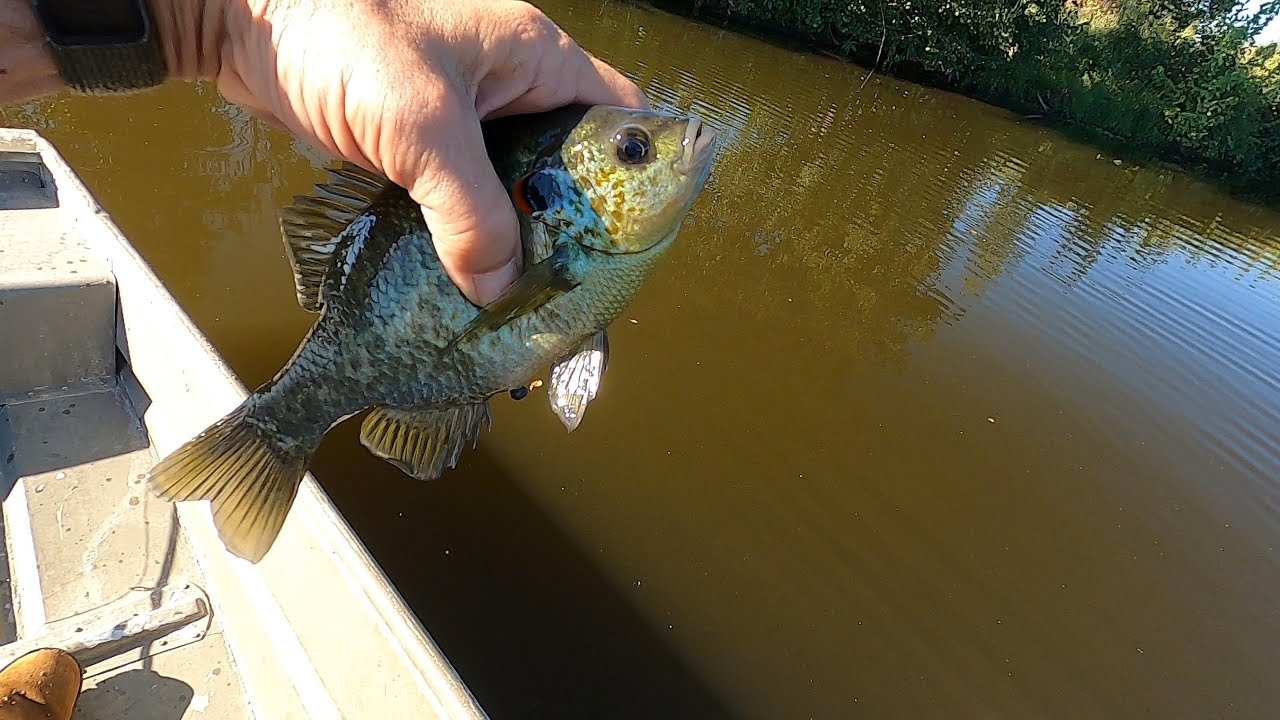 Big Red Ears and Bluegill on Rocky Fork Lake - YouTube