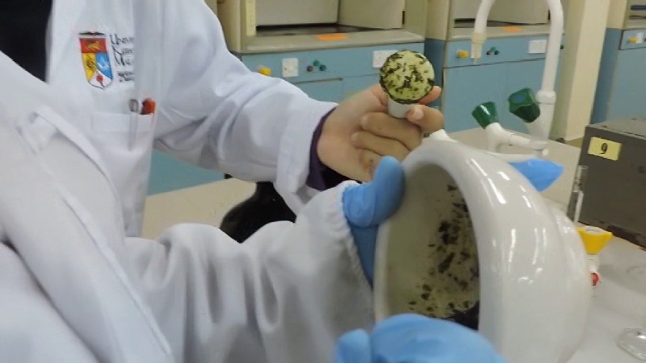 Mayer Test - YouTube