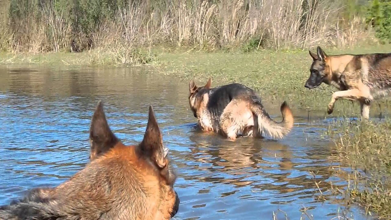 Big Red German Shepherd Pack - YouTube