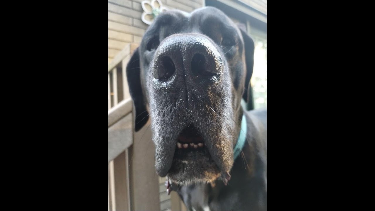 Merlin the giant dog went winter overlanding to ohiopyle!! #dog - YouTube