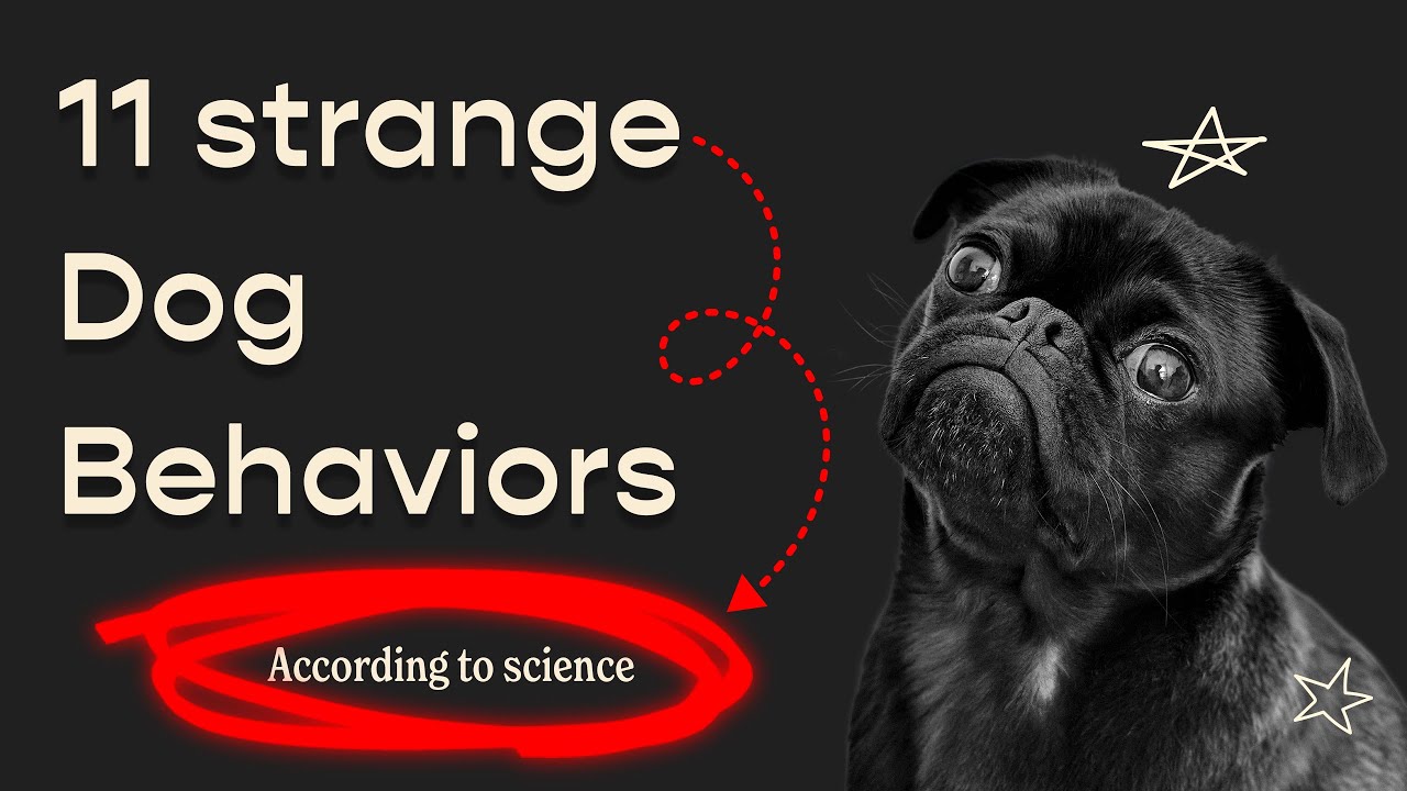 ''Why your dog is humping things'' 11 strange Dog Behaviors according ...