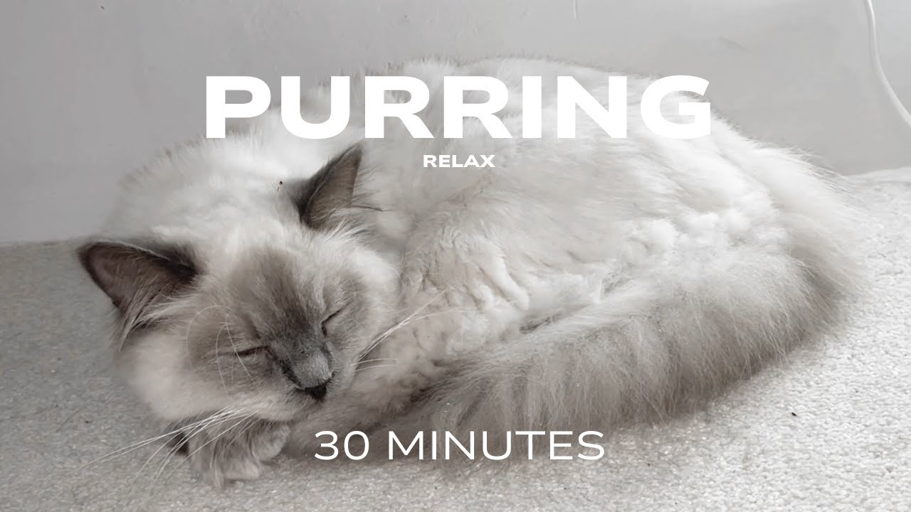 ASMR (30 minutes) of Cat Purring sounds for Relaxation, Focus, and Deep ...