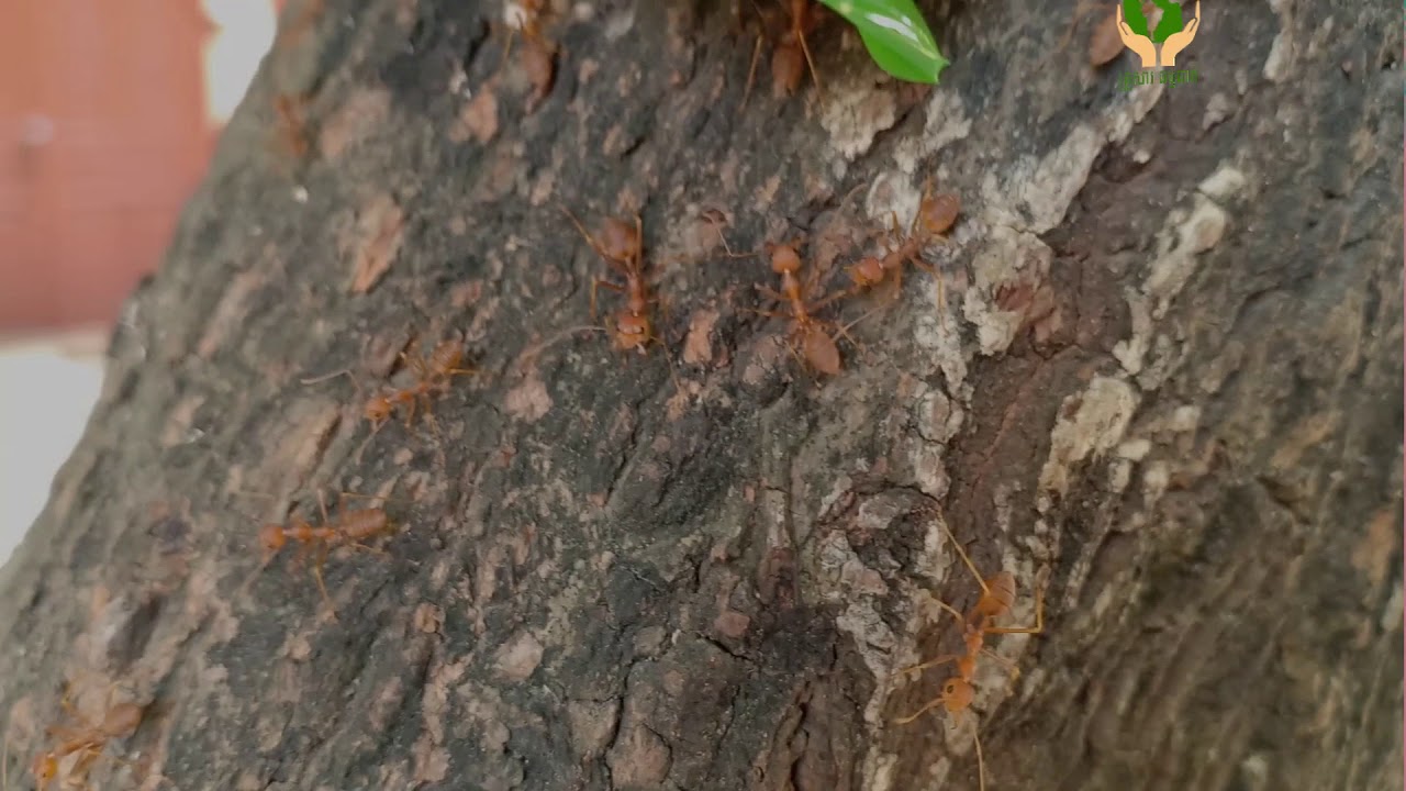 amazing hunters | amazing of Hunters | amazing animal hunters in phnom ...