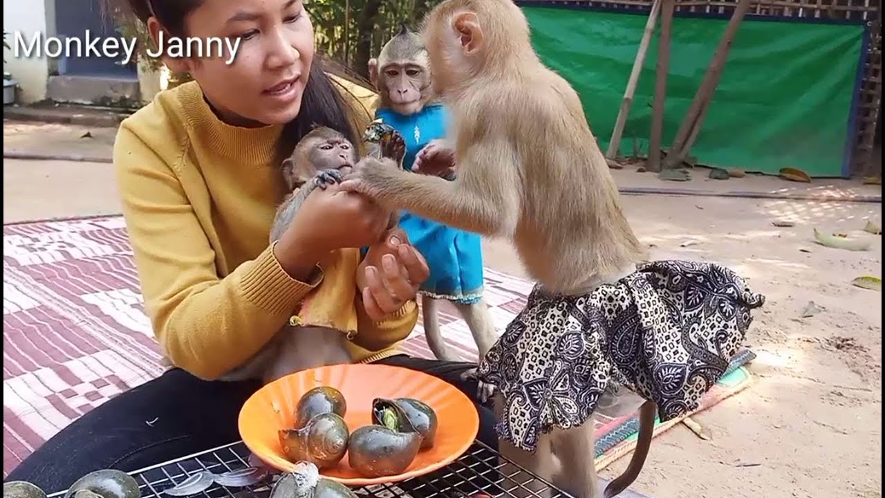 Beautiful Monkey Janny shally yaya Joining eat grilled snail with mom ...