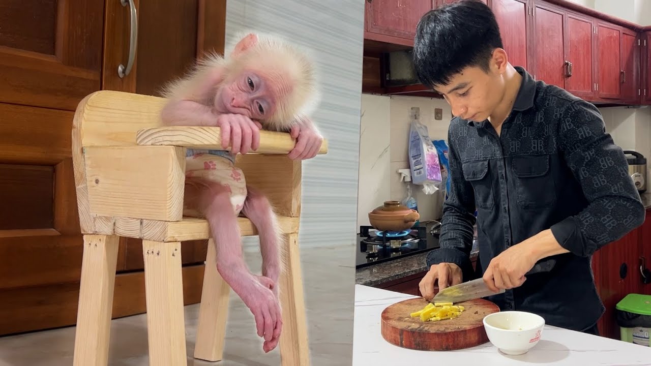 So cute! Baby monkey Zika fell asleep while I was cooking him breakfast ...