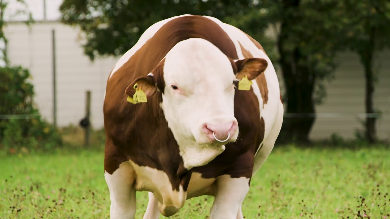 VIEHMARKT PP* - der Bulle für SCHARFE Kühe - YouTube